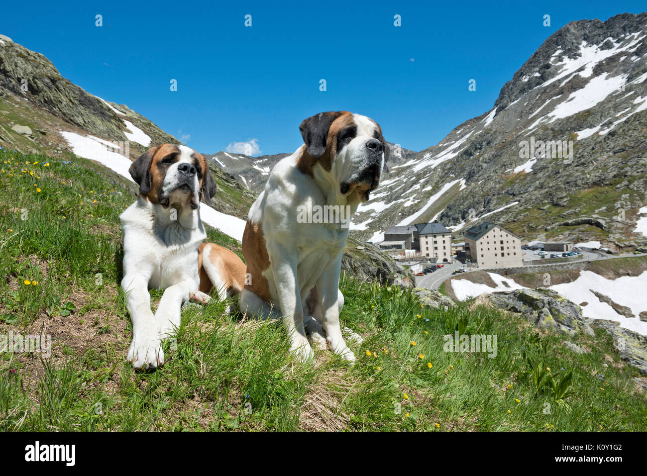 Switzerland, Valais, Col du Grand-Saint-Bernard, Barry dogs *** Local ...
