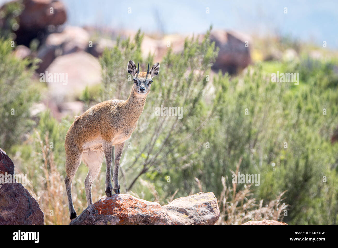 A Klipspringer on top of a rock in the Marakele National Park, South ...