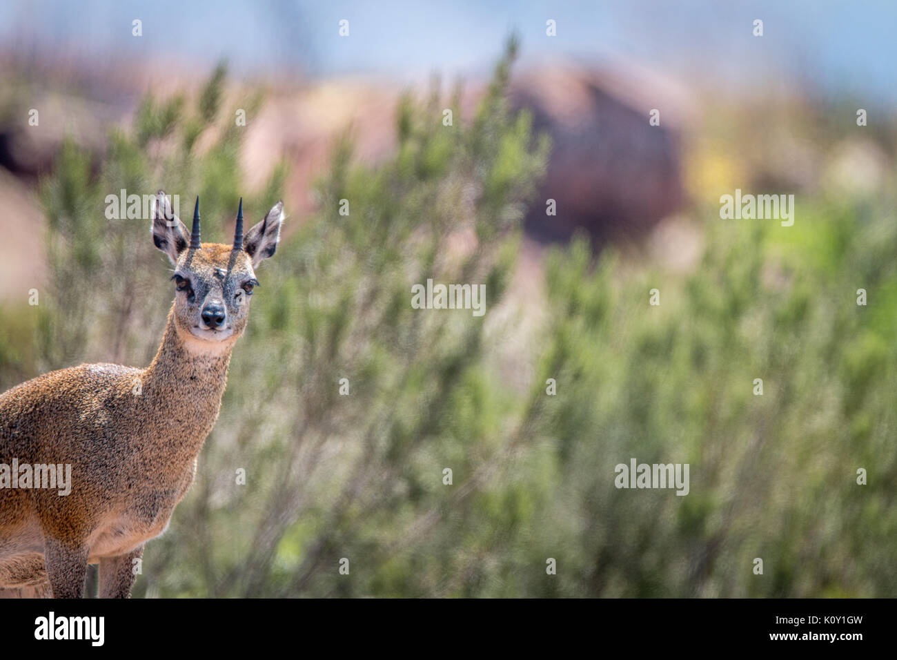 A Klipspringer on top of a rock in the Marakele National Park, South ...