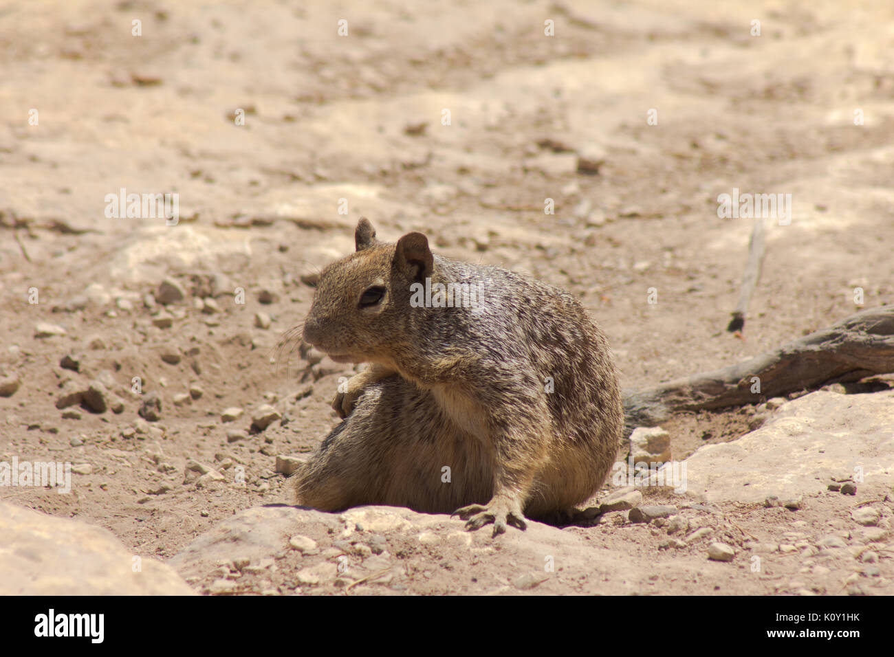 Squirrel Cleaning High Resolution Stock Photography and Images - Alamy