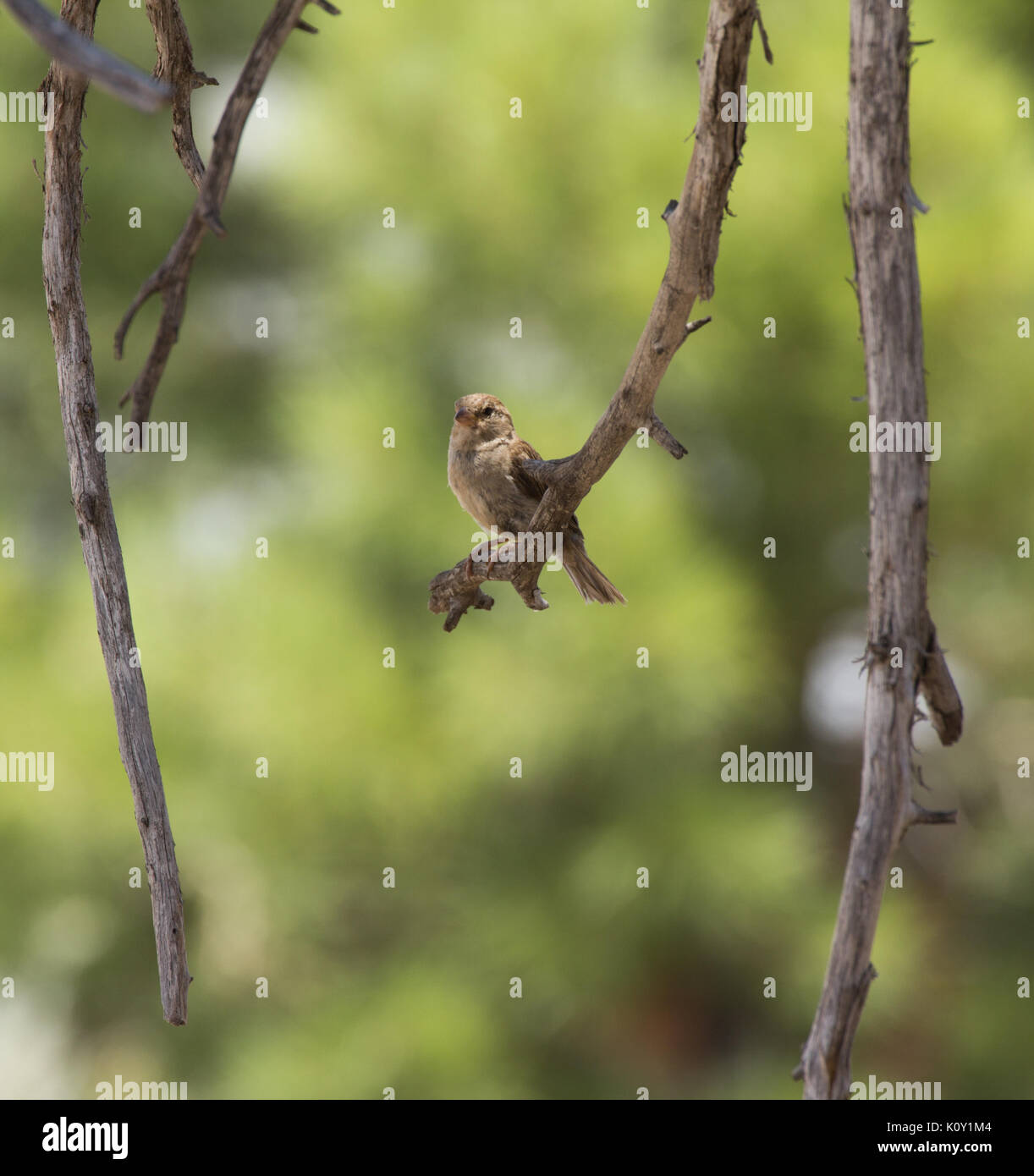 North passerine hi-res stock photography and images - Alamy