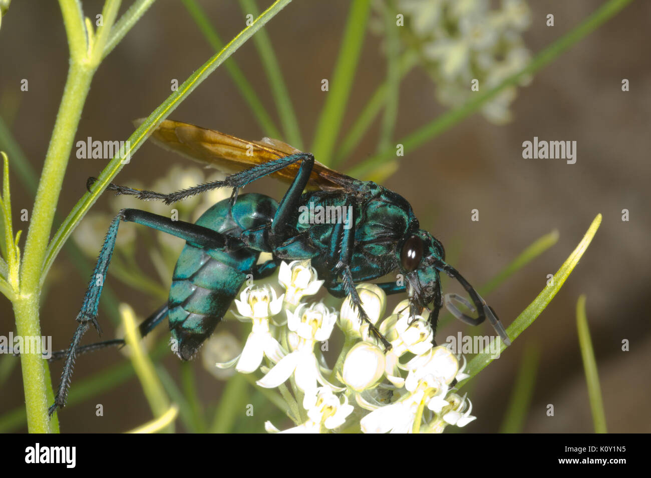 a female Tarantula Hawk Wasp (Pepsis thisbe) on a white flower, near ...