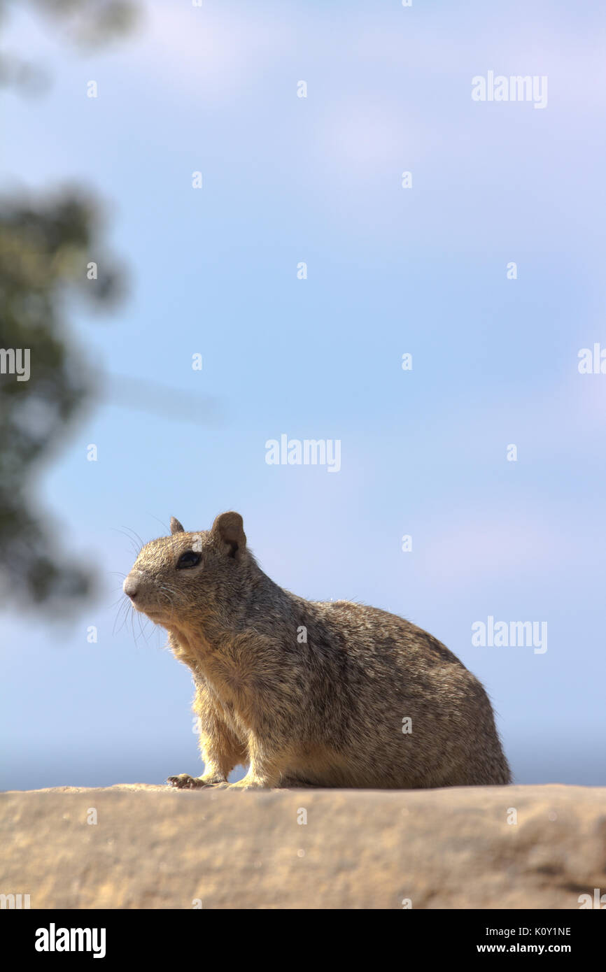 A North American Rock Squirrel (Spermophilus variegatus) in the Grand ...
