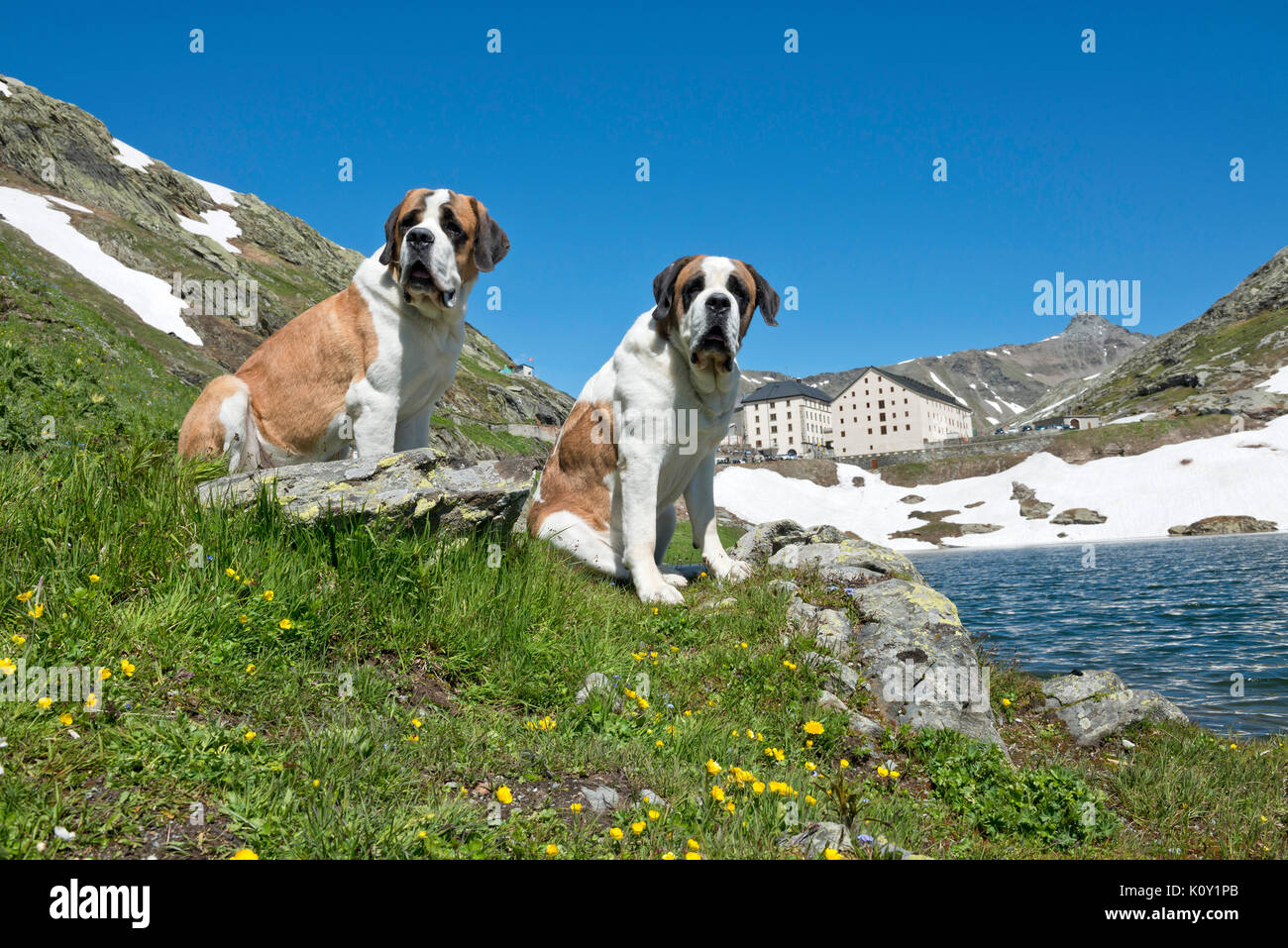 Switzerland, Valais, Col du Grand-Saint-Bernard, Barry dogs *** Local ...