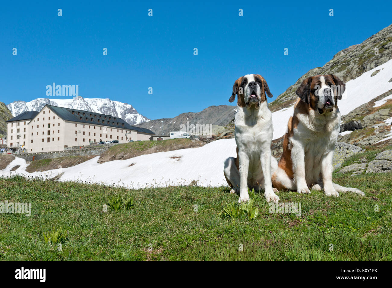 Switzerland, Valais, Col du Grand-Saint-Bernard, Barry dogs *** Local ...