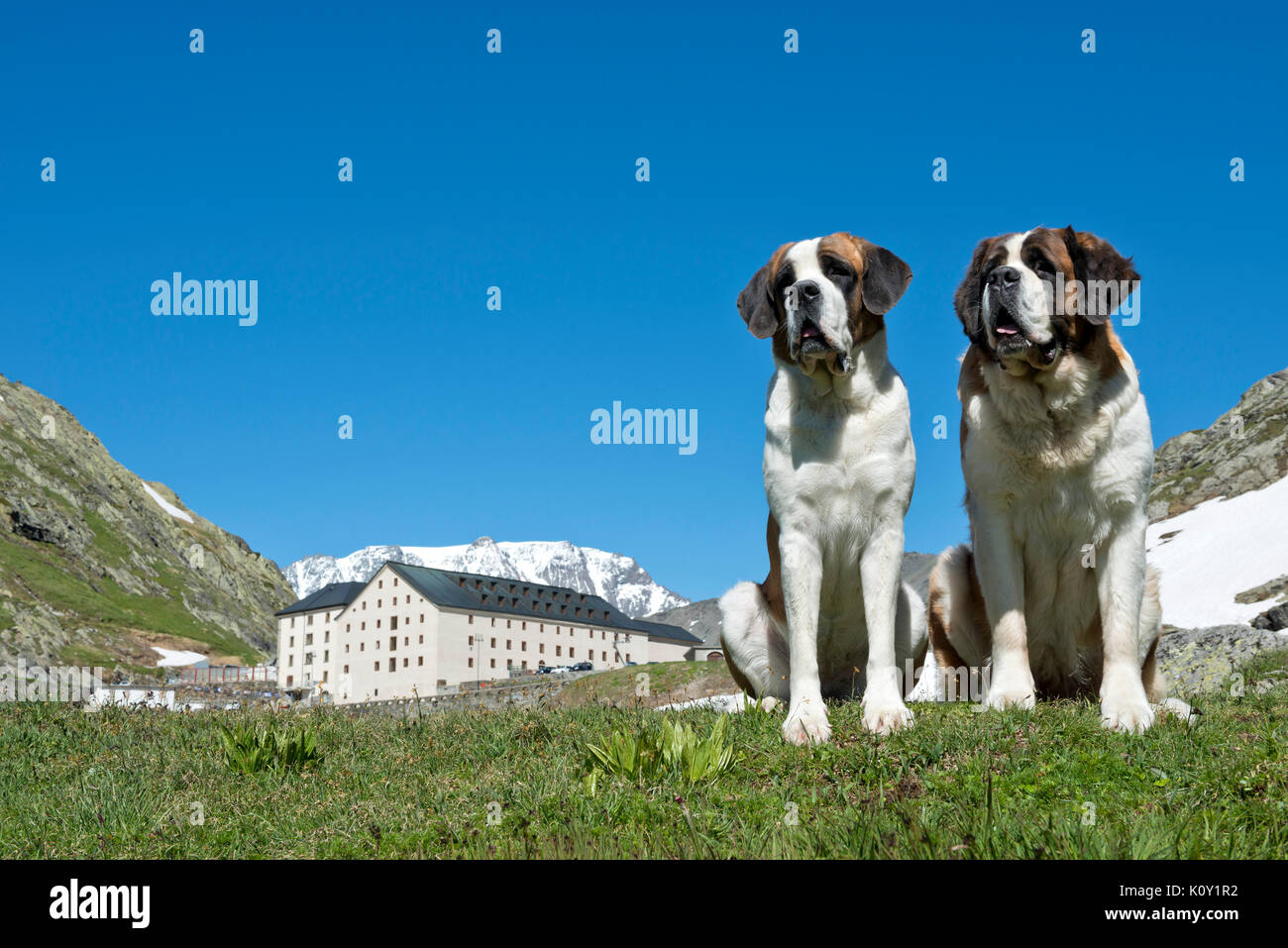 Switzerland, Valais, Col du Grand-Saint-Bernard, Barry dogs *** Local ...
