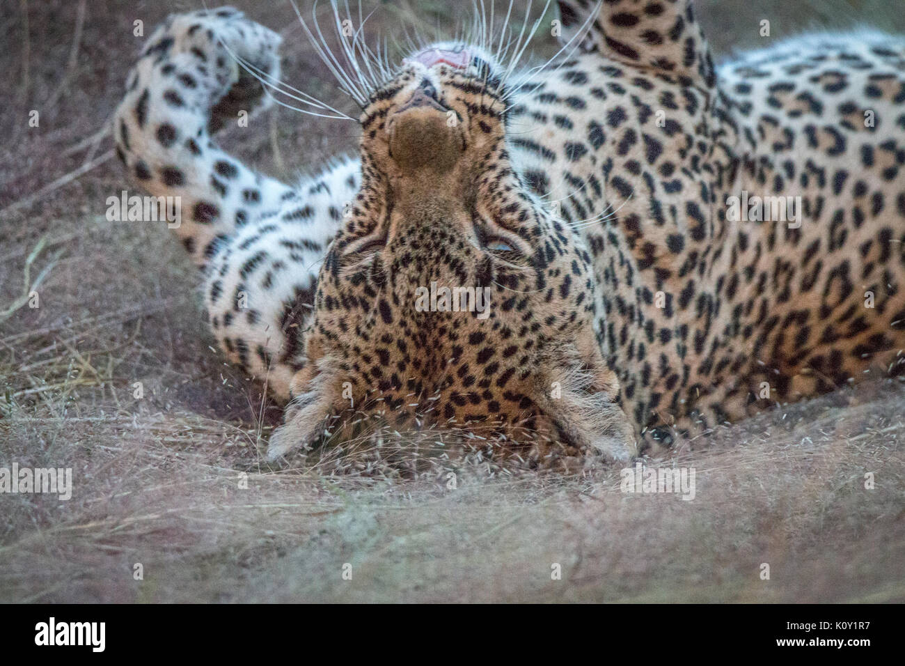 A female Leopard laying in the grass in the Sabi Sand Game Reserve ...
