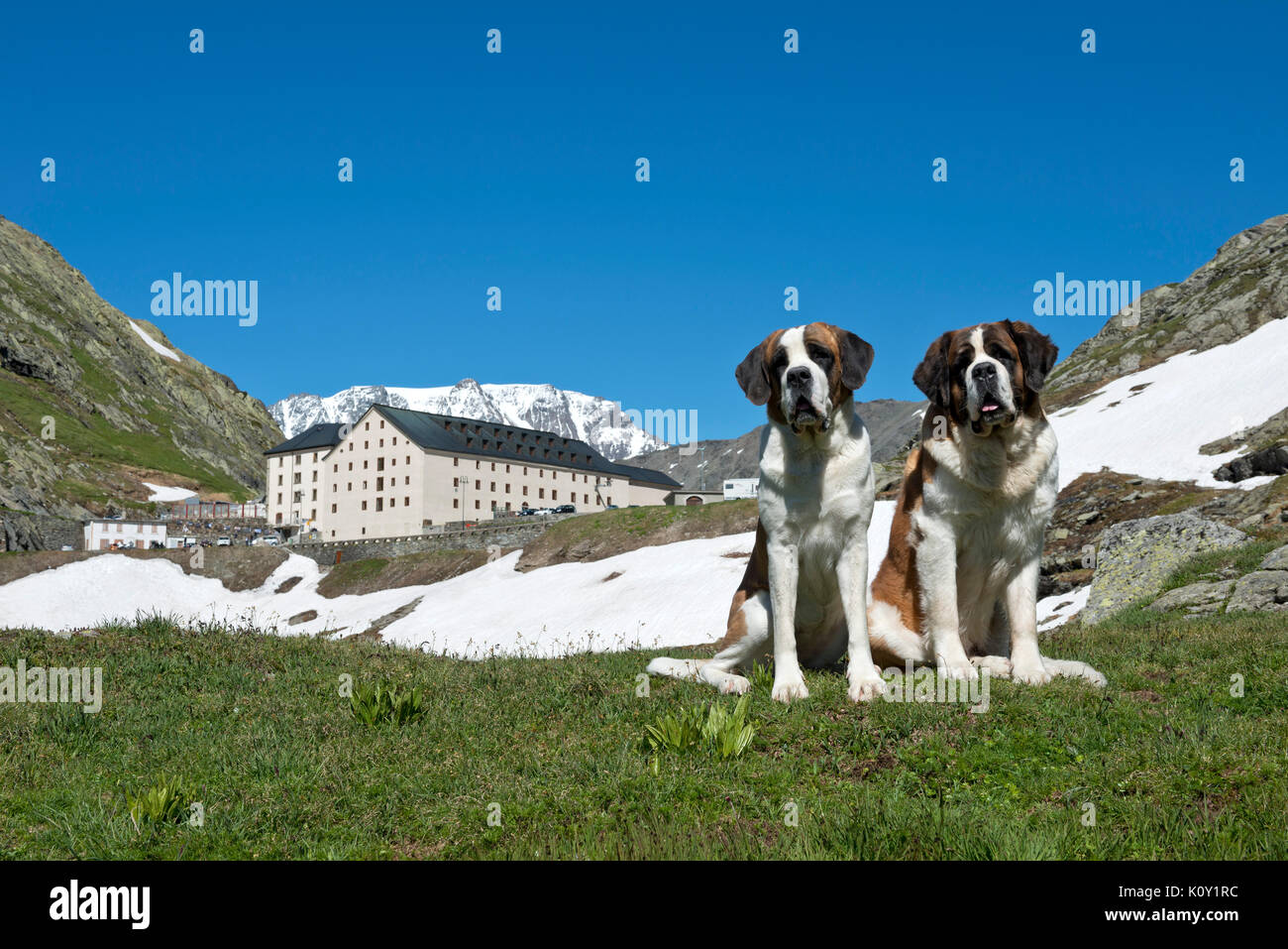 Switzerland, Valais, Col du Grand-Saint-Bernard, Barry dogs *** Local ...