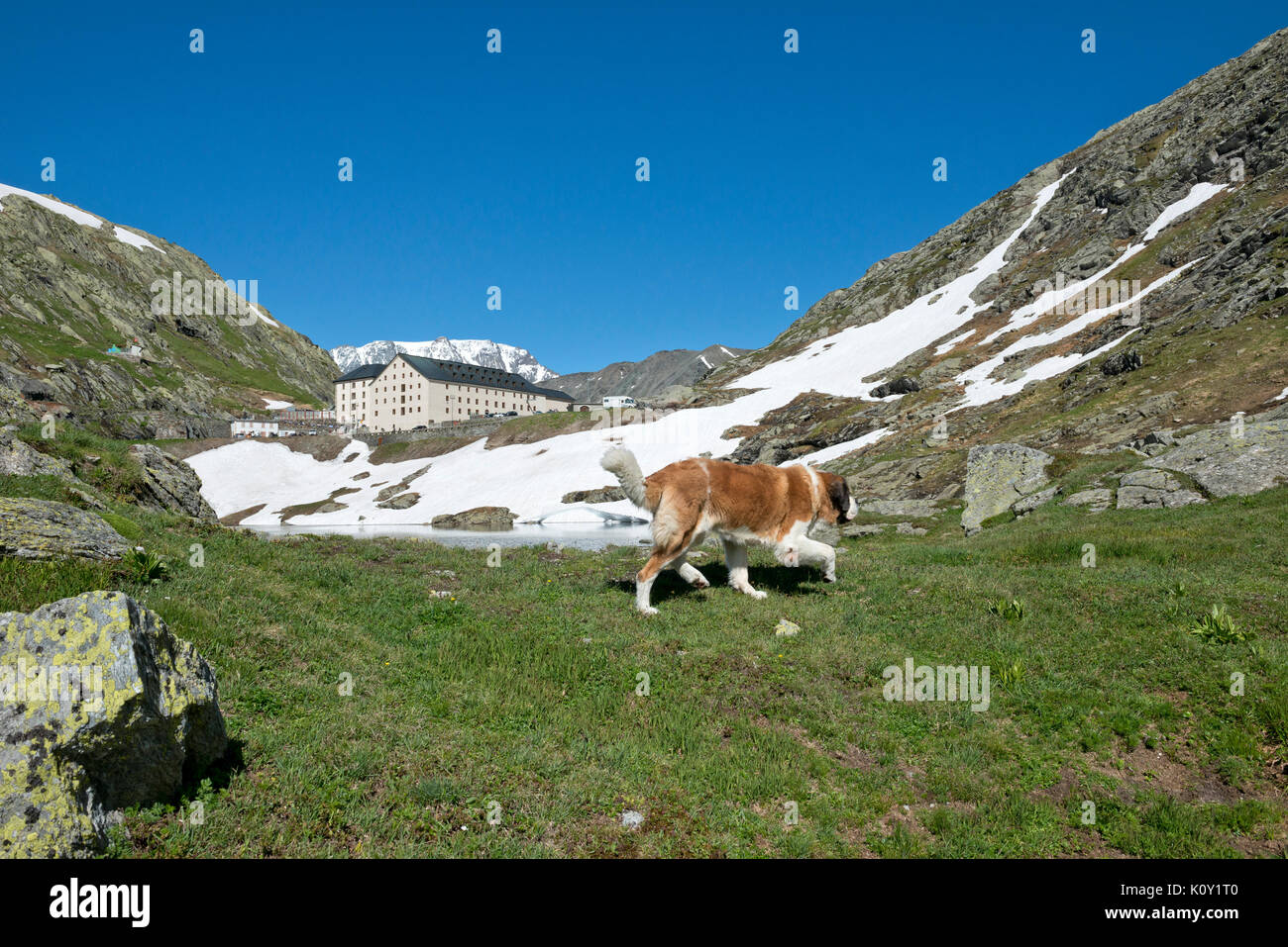 Switzerland, Valais, Col du Grand-Saint-Bernard, Barry dogs *** Local ...