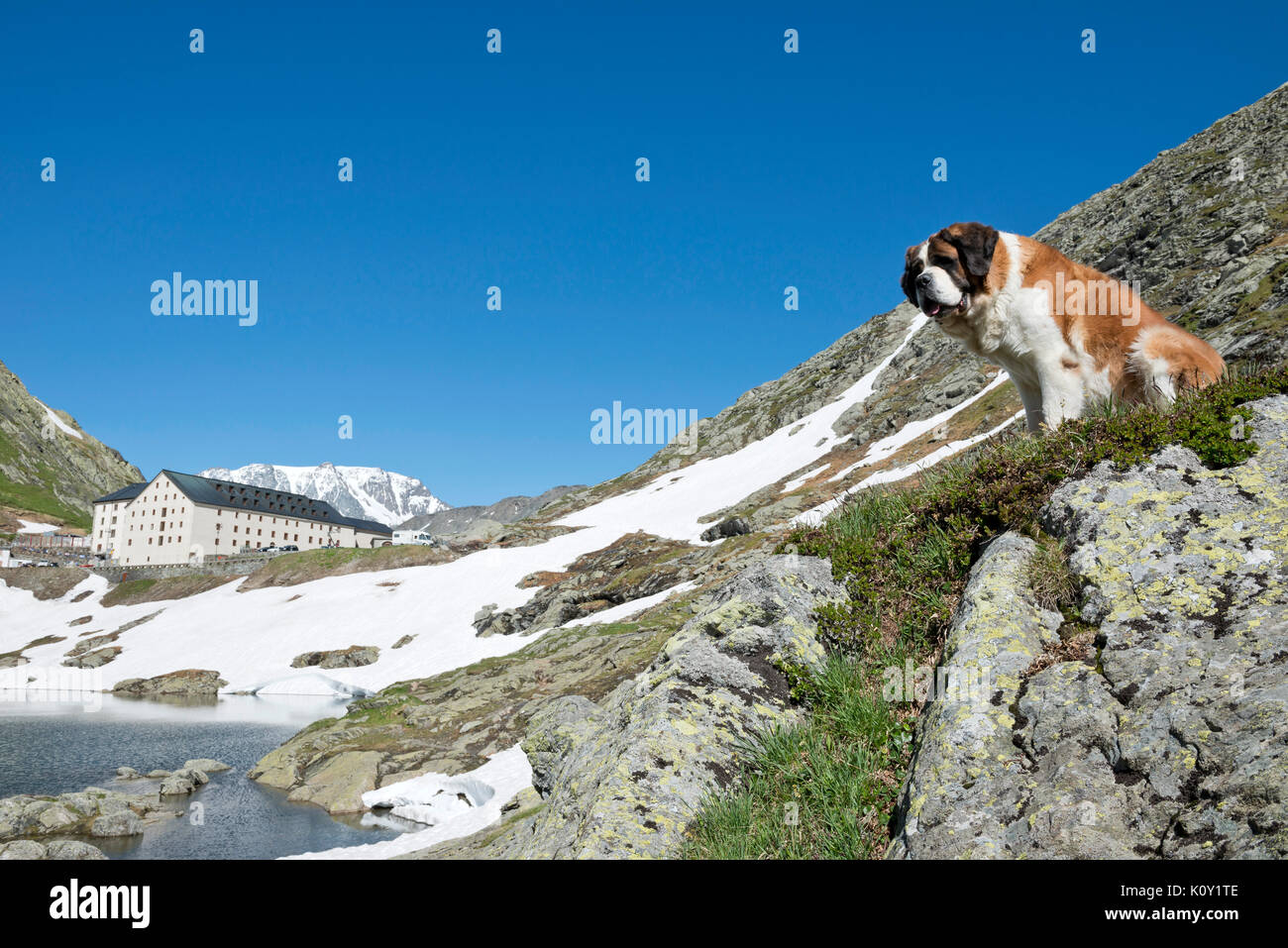 Switzerland, Valais, Col du Grand-Saint-Bernard, Barry dogs *** Local ...