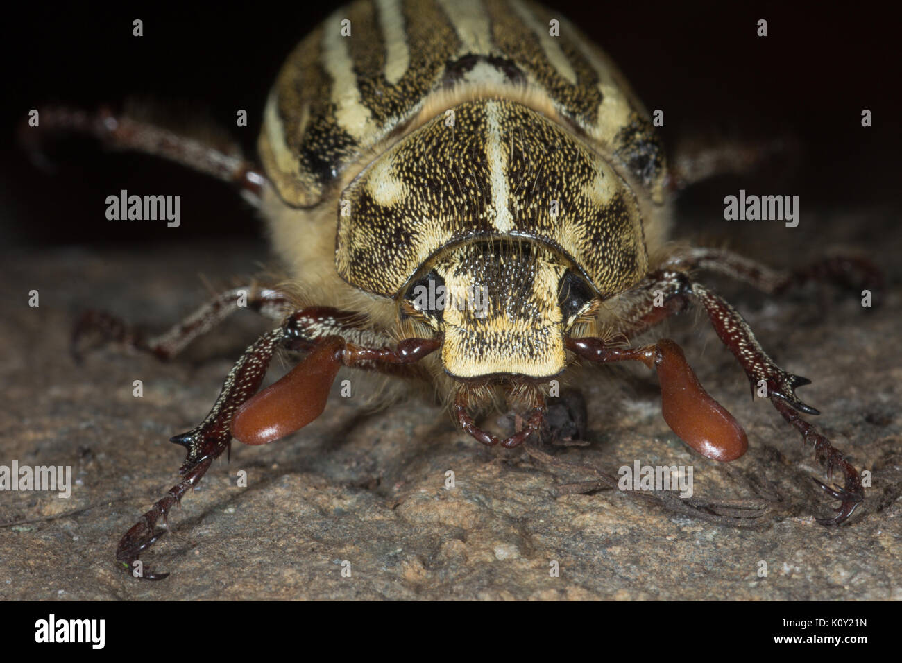 Arizona insects hi-res stock photography and images - Alamy