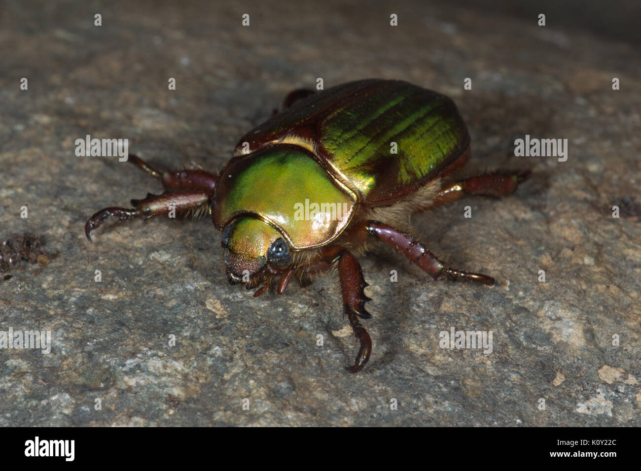 Plusiotis hi-res stock photography and images - Alamy