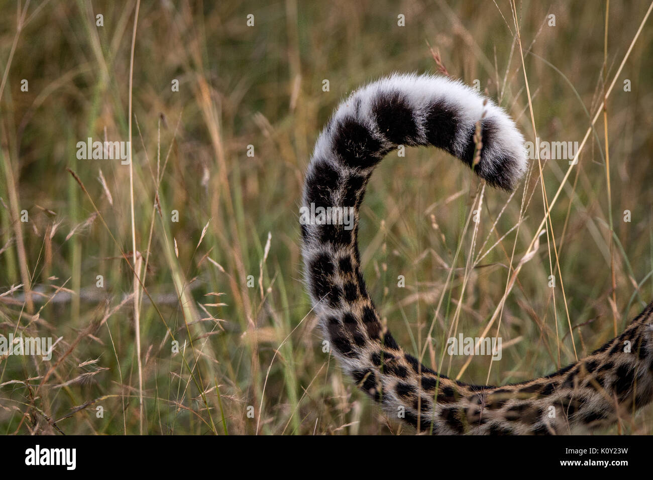 The tail of a Leopard in the Sabi Sand Game Reserve, South Africa Stock ...