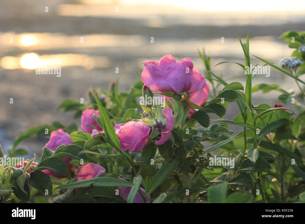 Rose perennial garden coastal maine hi-res stock photography and images ...