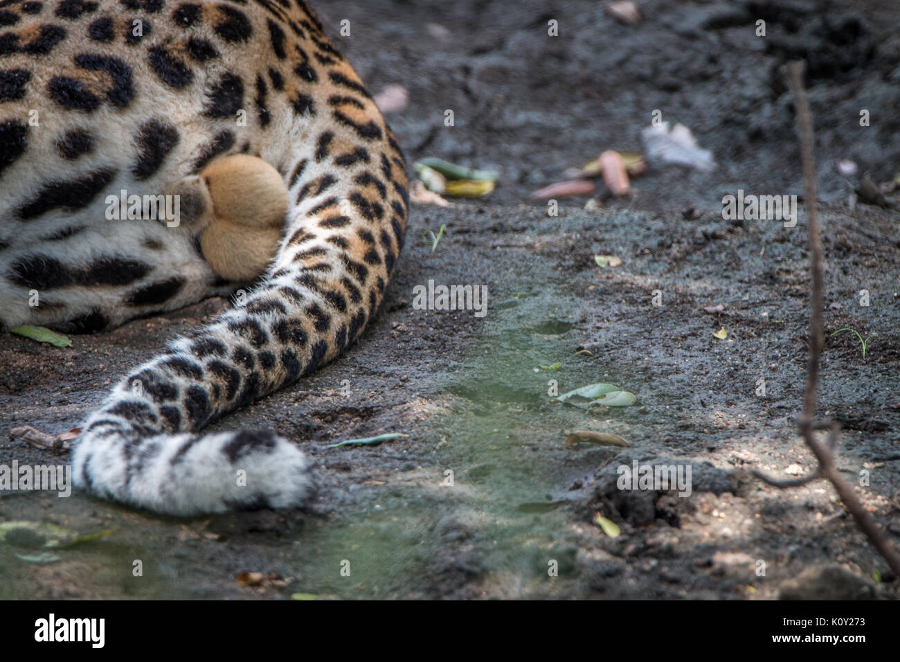 Details of the tail of a male Leopard in the Sabi Sand Game Reserve ...