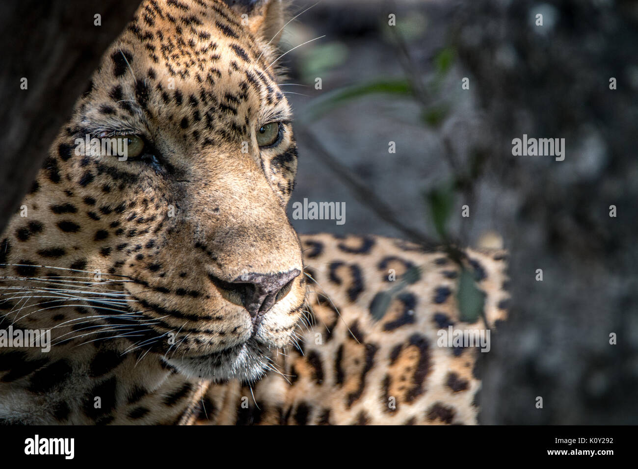 Close up of a male Leopard in the Sabi Sand Game Reserve, South Africa ...