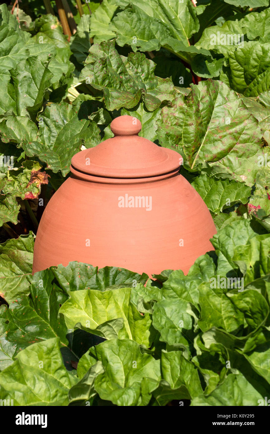 Rhubarb forcer on a allotment, England, UK Stock Photo - Alamy