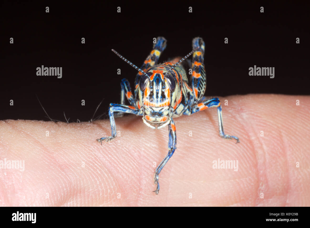 A painted Grasshopper (Dactylotum bicolor) on a finger Stock Photo - Alamy