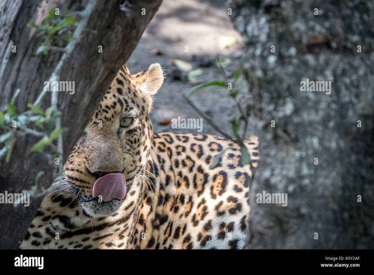A male Leopard staring at the camera in the Sabi Sand Game Reserve ...