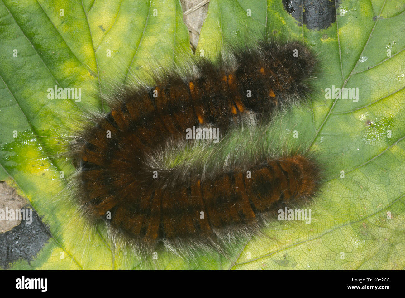 Overhead view of a Fox Moth (Macrothylacia rubi Stock Photo - Alamy