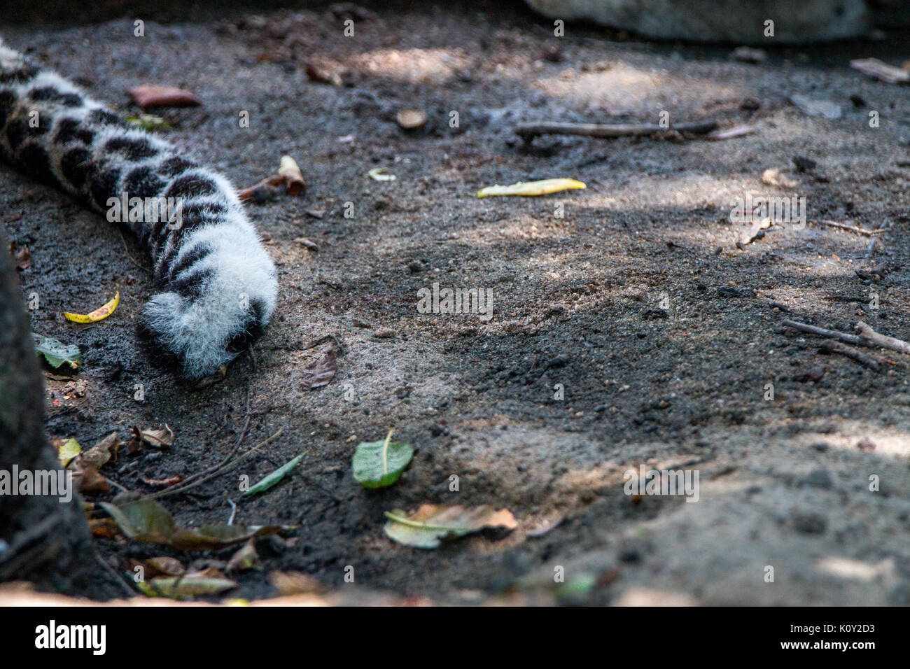 Details of the tail of a male Leopard in the Sabi Sand Game Reserve ...