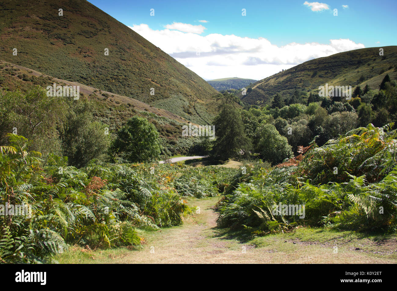 Sunny greenery hi-res stock photography and images - Alamy