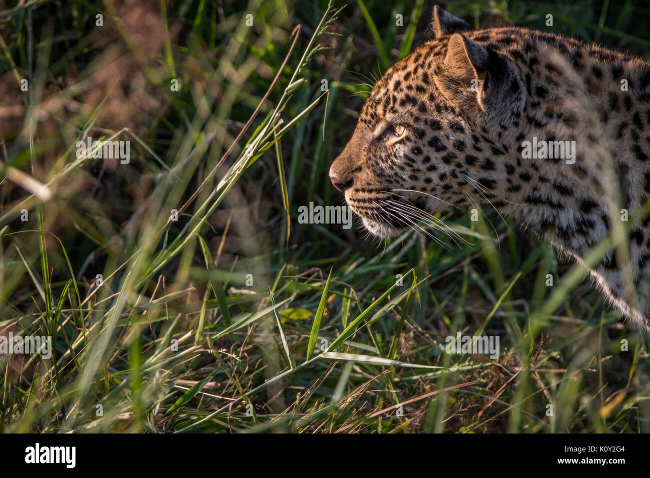 Side profile of a Leopard in the Sabi Sand Game Reserve, South Africa ...