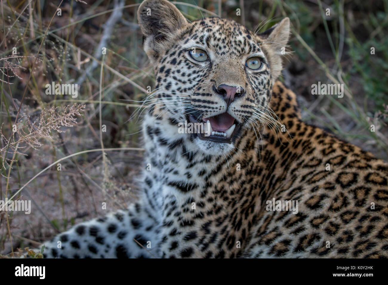 Close up of a female Leopard in the Sabi Sand Game Reserve, South ...