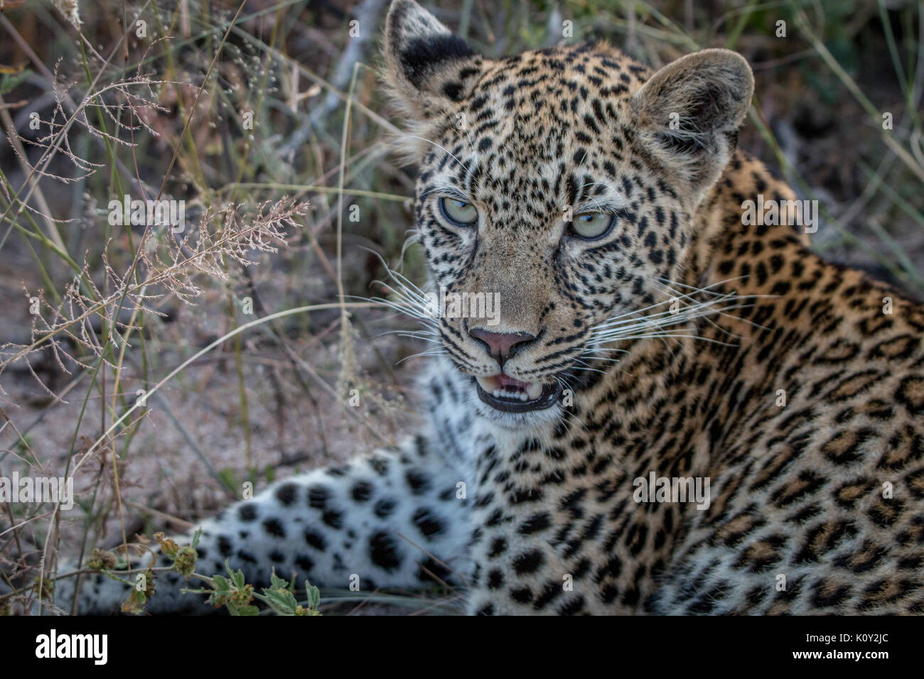 Close up of a female Leopard in the Sabi Sand Game Reserve, South ...