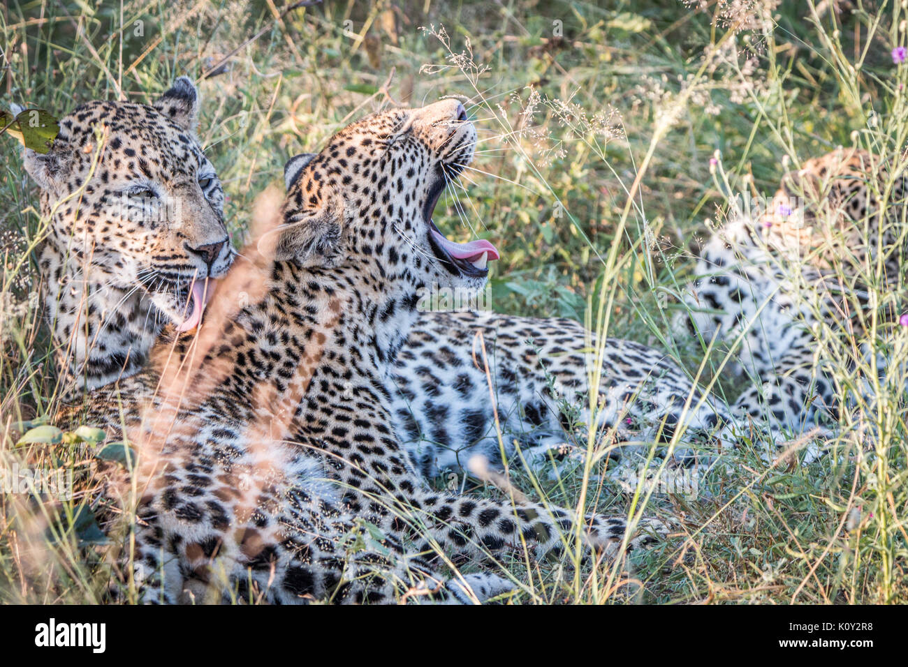 A mother Leopard playing with her cubs in the Sabi Sand Game Reserve ...