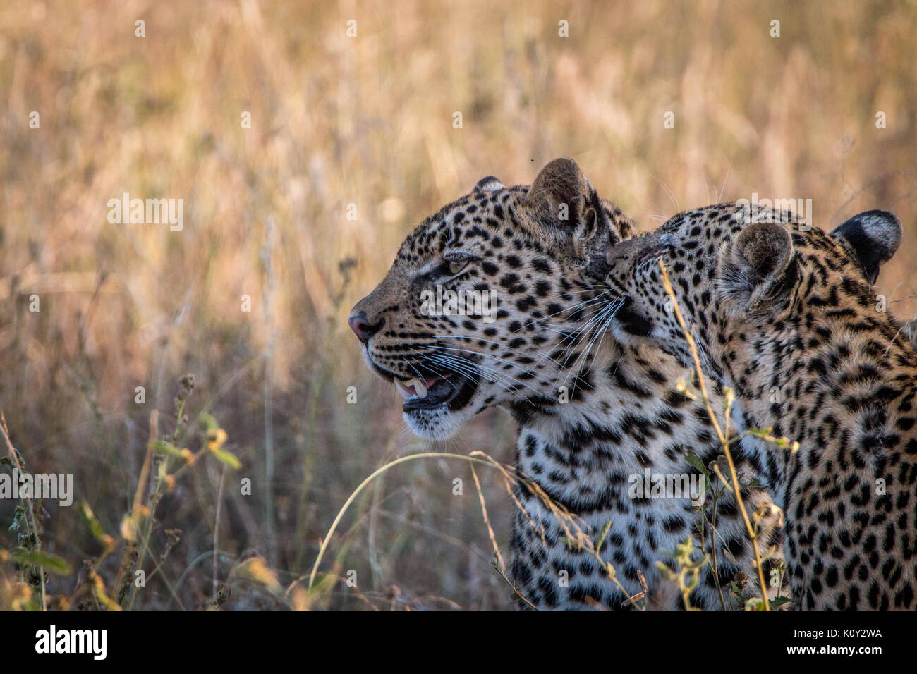 Two Leopards bonding in the grass in the Sabi Sand Game Reserve, South ...