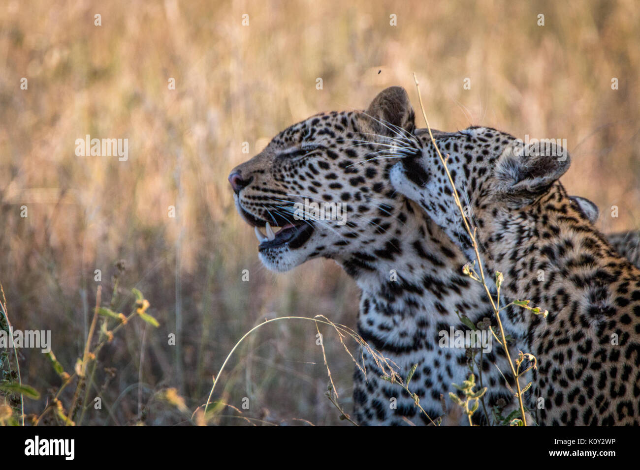 Two Leopards bonding in the grass in the Sabi Sand Game Reserve, South ...
