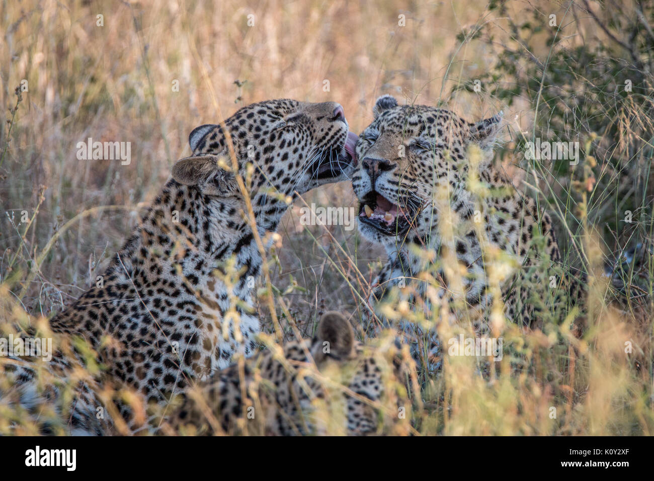 Two Leopards bonding in the grass in the Sabi Sand Game Reserve, South Africa Stock Photo - Alamy