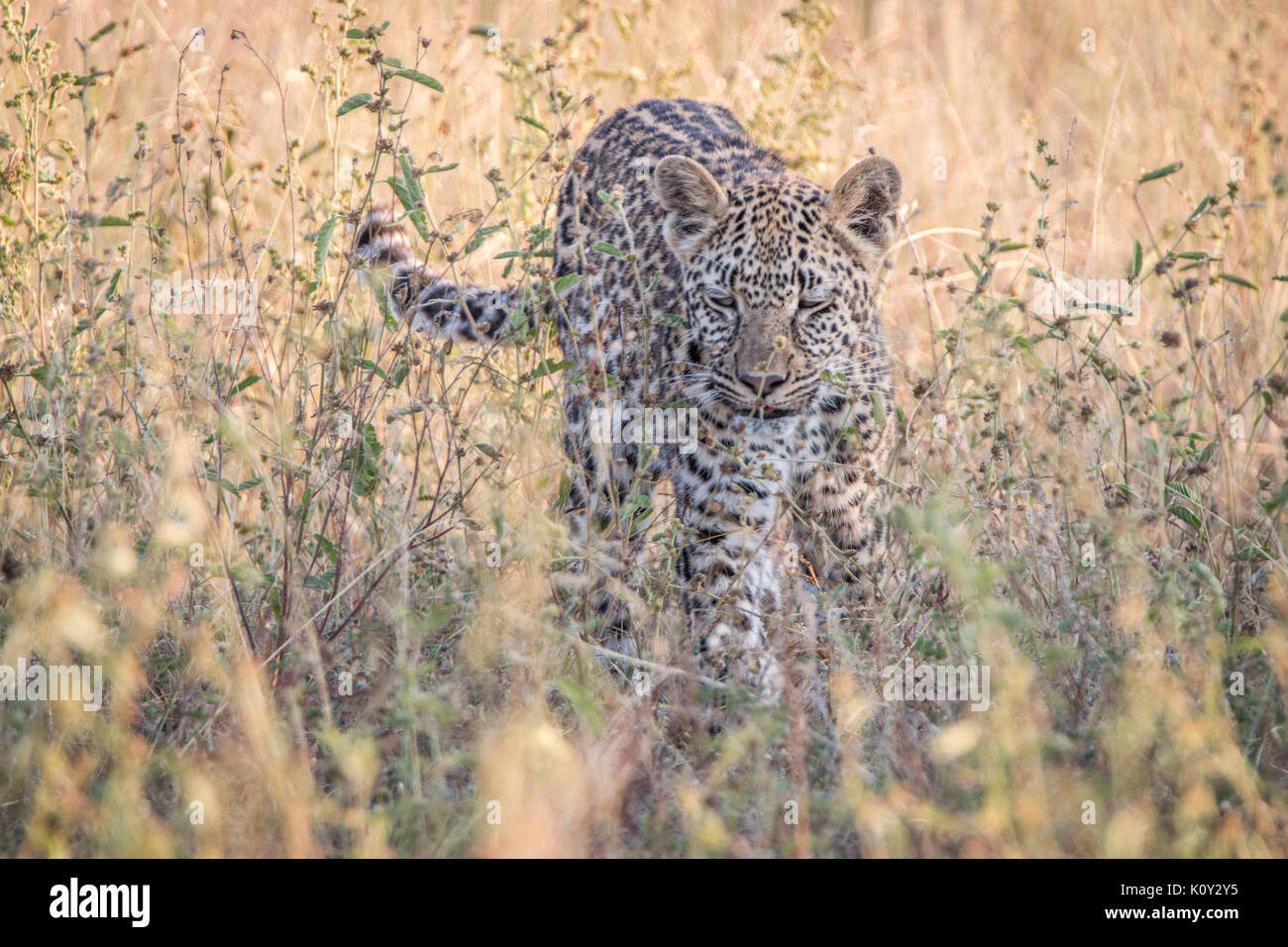 A Leopard walking in the grass in the Sabi Sand Game Reserve, South ...