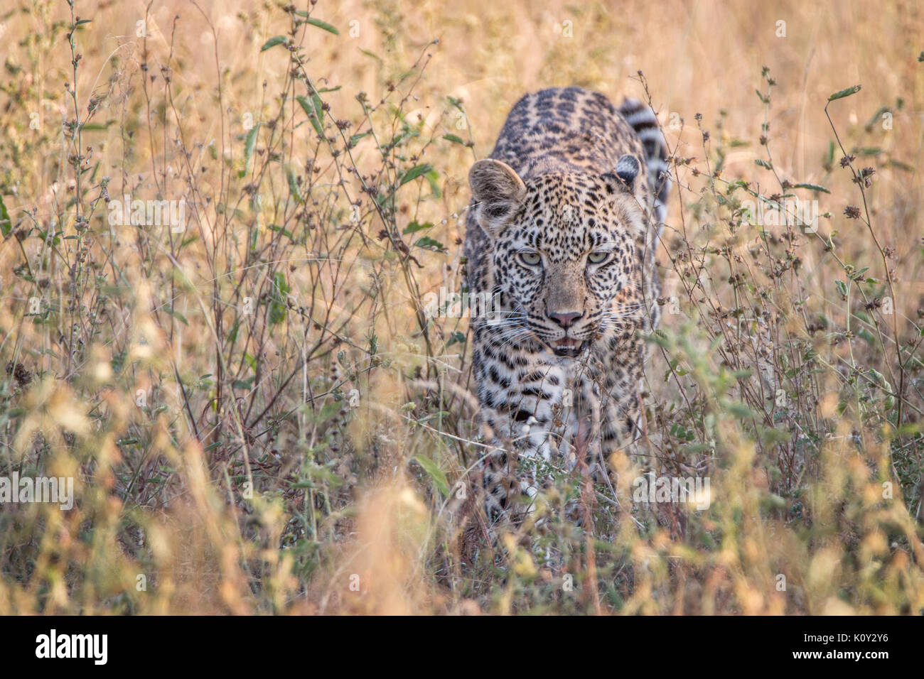 A Leopard walking in the grass in the Sabi Sand Game Reserve, South ...