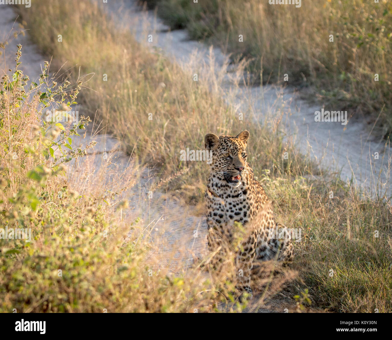 A Leopard relaxing on the road in the Sabi Sand Game Reserve, South ...