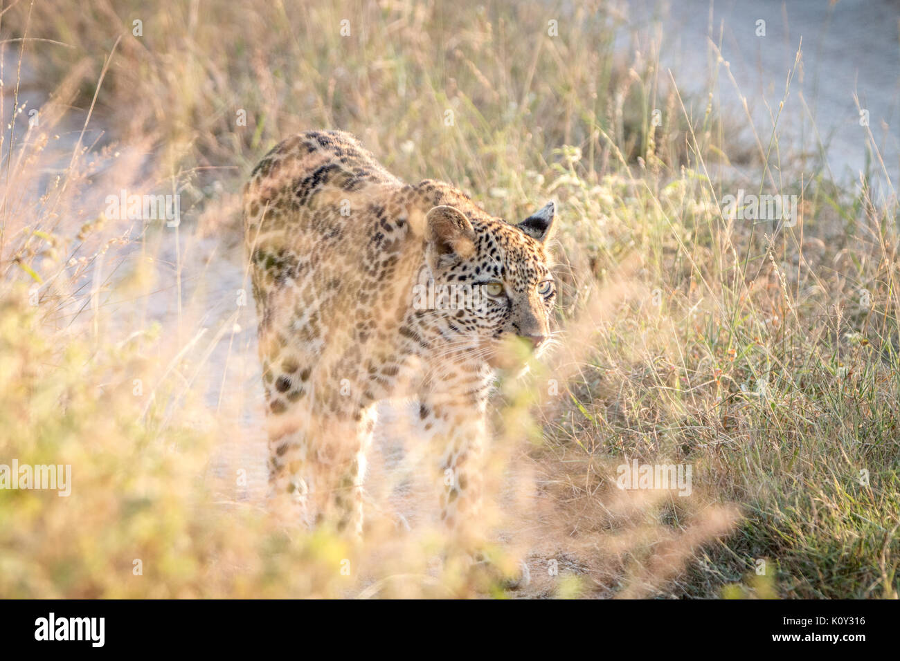 A Leopard walking on the road in the Sabi Sand Game Reserve, South ...