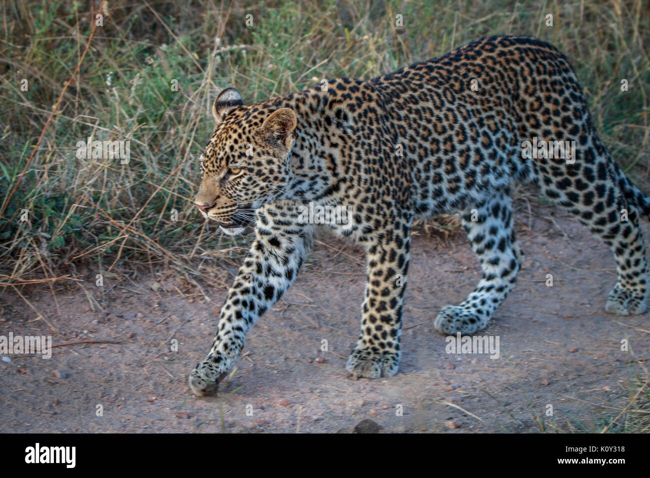A Leopard walking on the road in the Sabi Sand Game Reserve, South ...