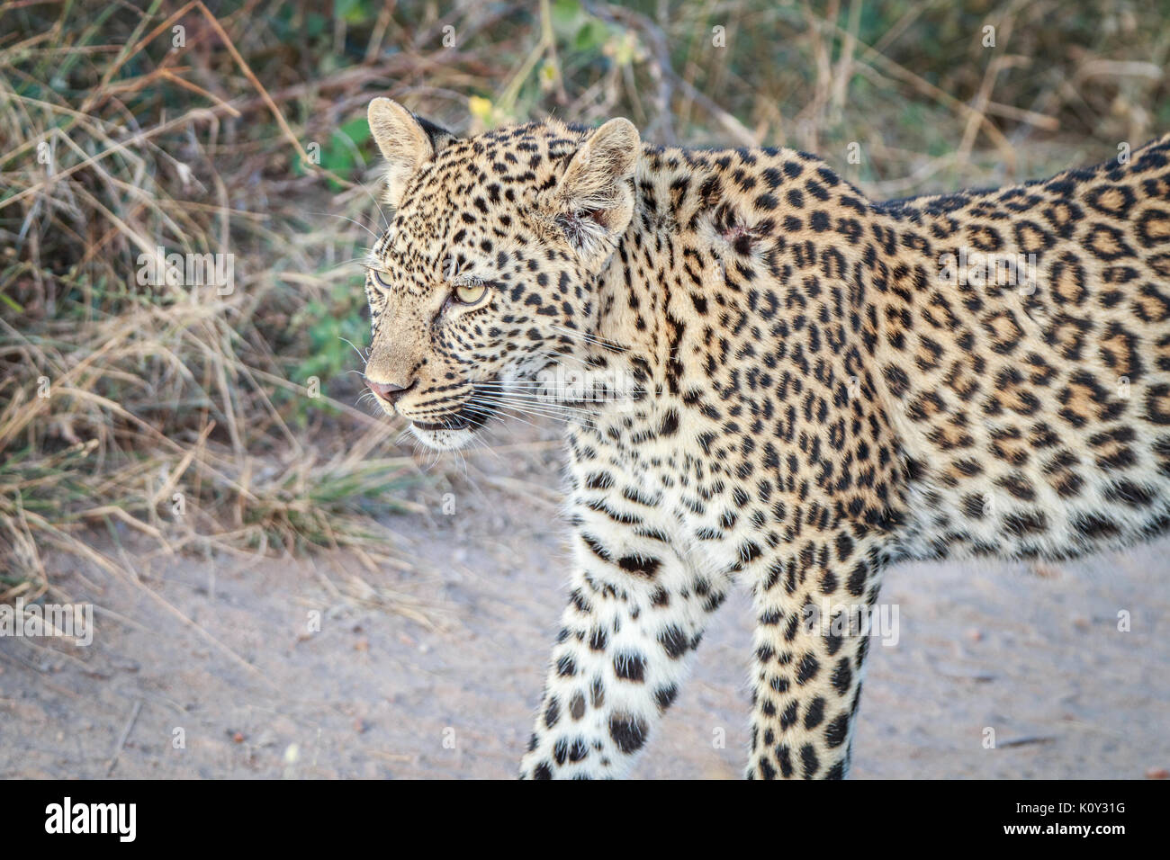 A Leopard walking on the road in the Sabi Sand Game Reserve, South ...