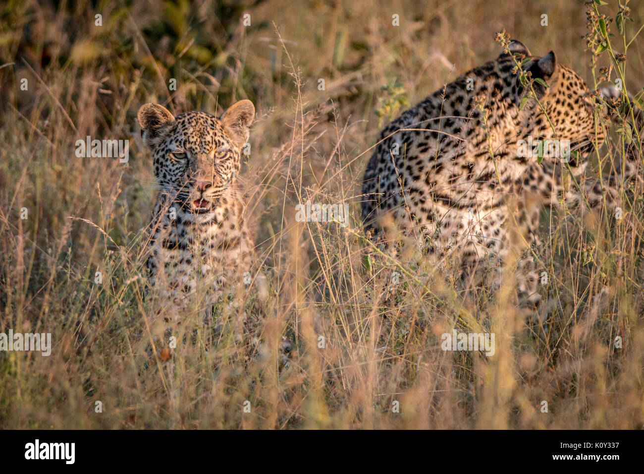 Two Leopards bounding in the grass in the Sabi Sand Game Reserve, South ...