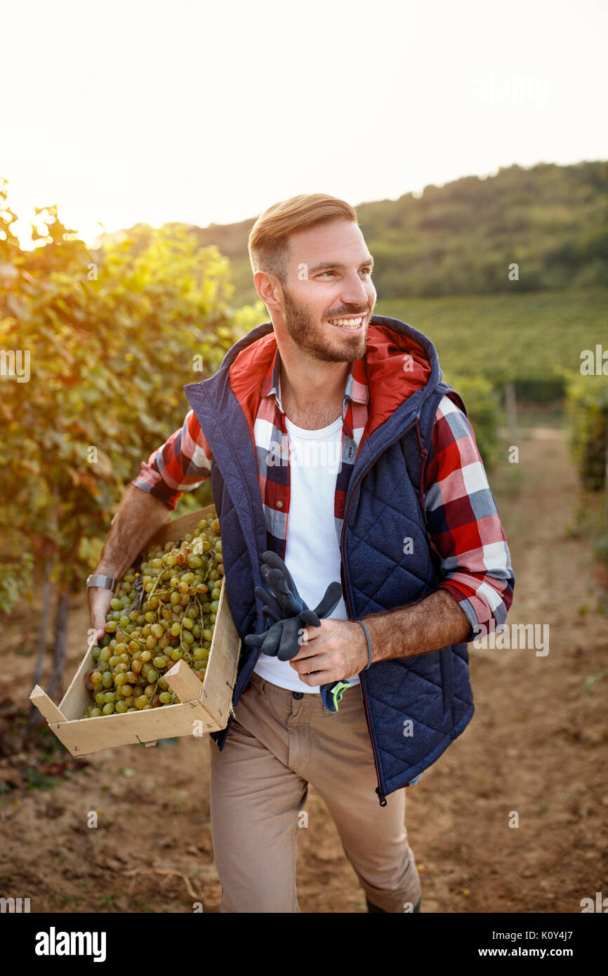 Grapes from vines hi-res stock photography and images - Alamy