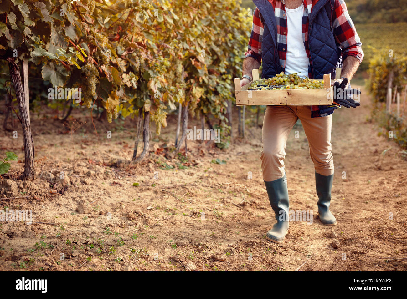 Grapes vineyard vine picking harvest hi-res stock photography and ...