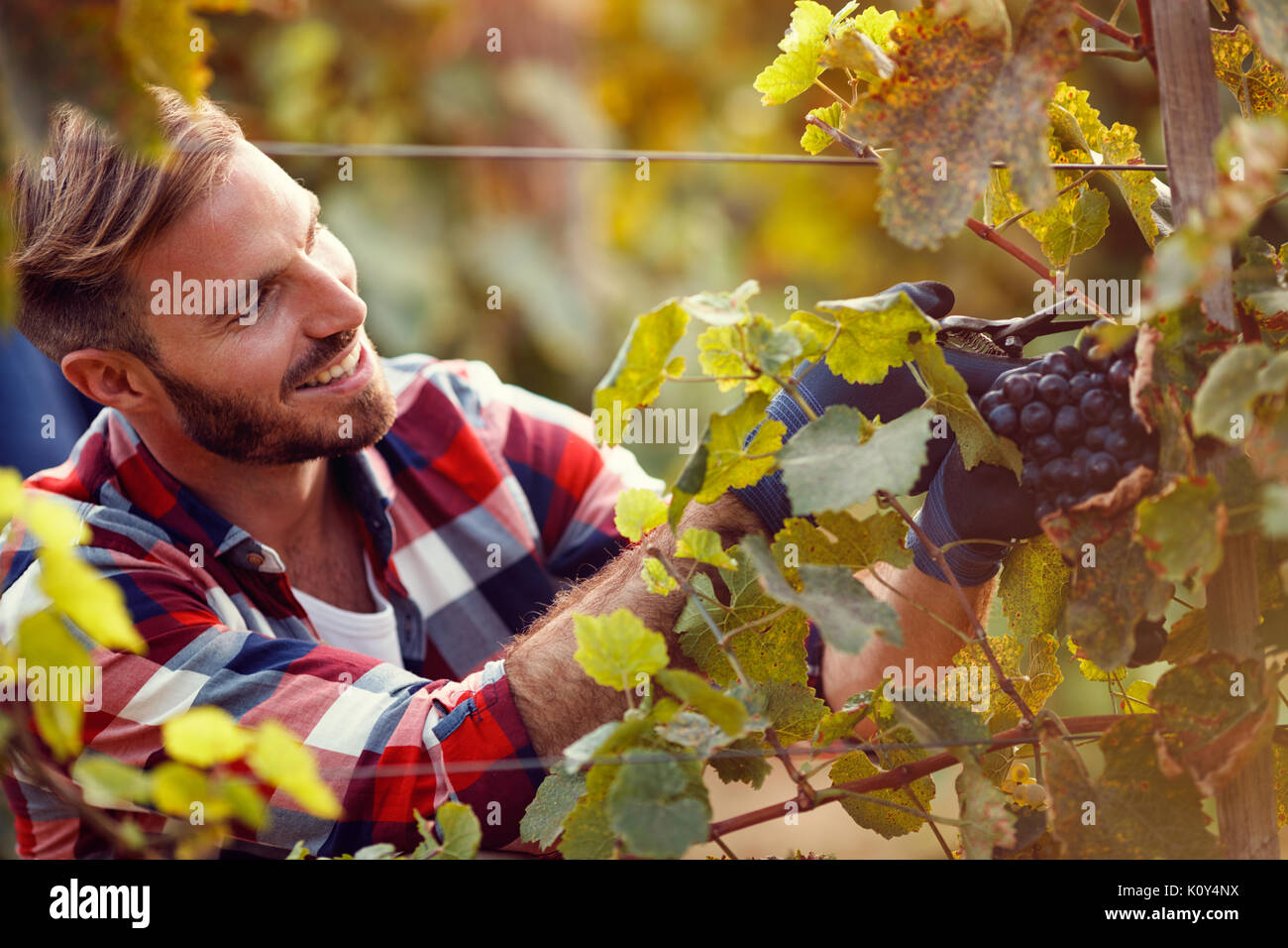 Black grapes man hi-res stock photography and images - Alamy