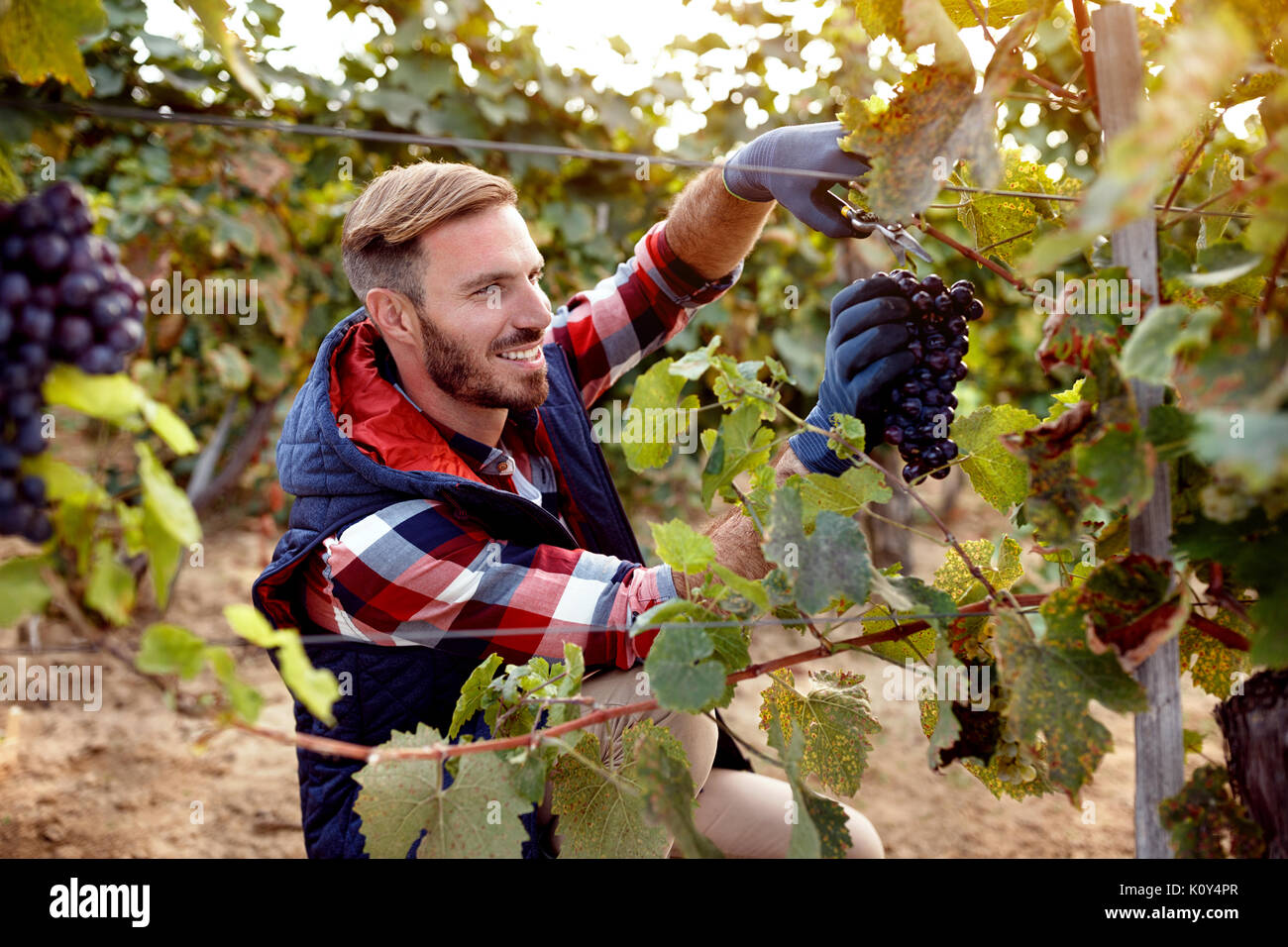 Smiling worker picking black hi-res stock photography and images - Alamy