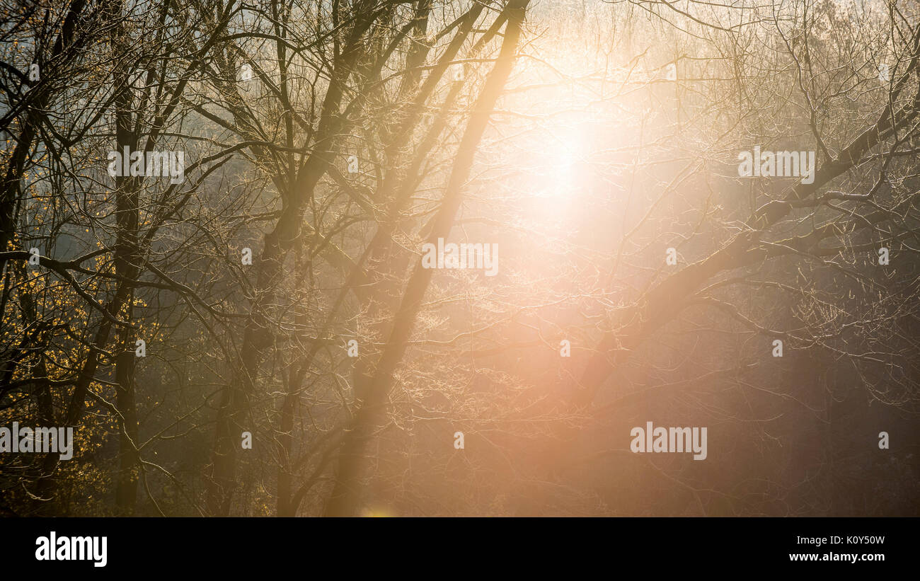 Forest mood and not beams hi-res stock photography and images - Alamy