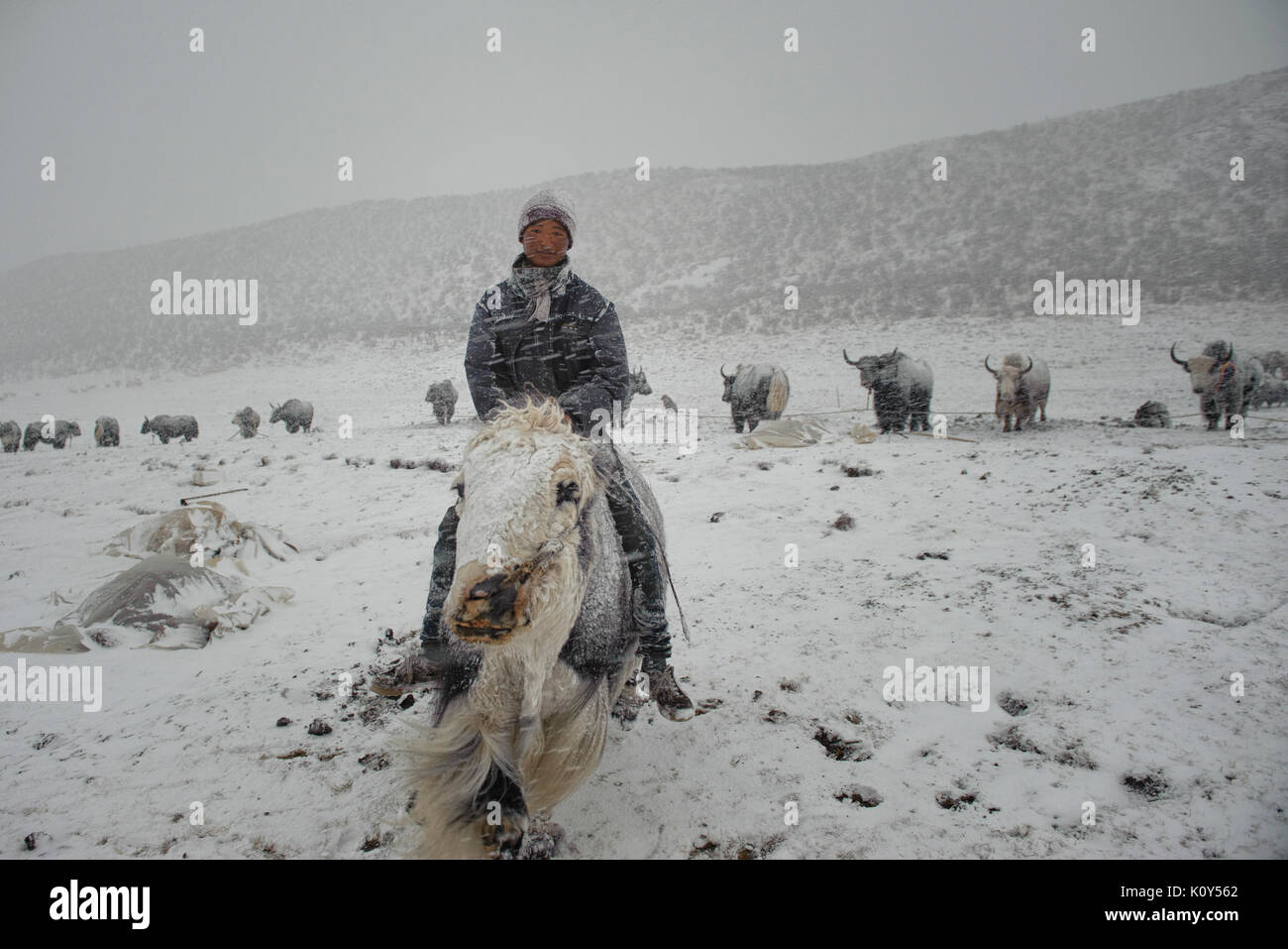 Tibetan nomad and yaks hi-res stock photography and images - Alamy