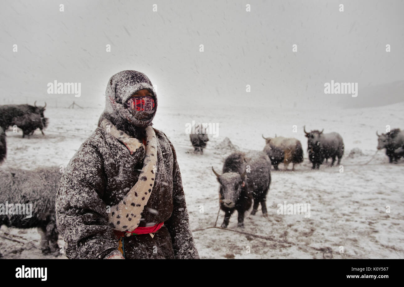 Tibetan nomads herding yaks at 4400mts high in the Tibetan plateau ...