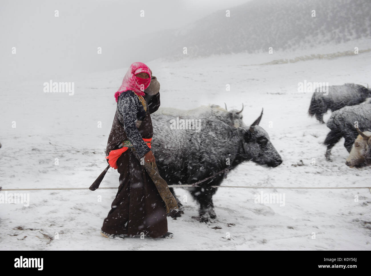 Tibetan nomads herding yaks at 4400mts high in the Tibetan plateau ...