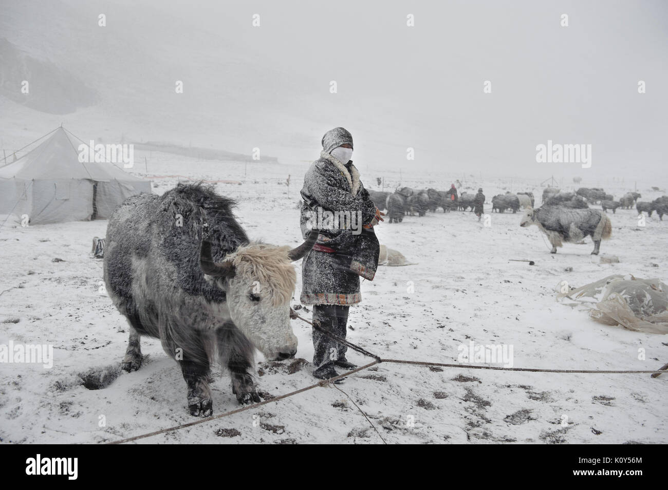 Tibetan nomads herding yaks at 4400mts high in the Tibetan plateau ...