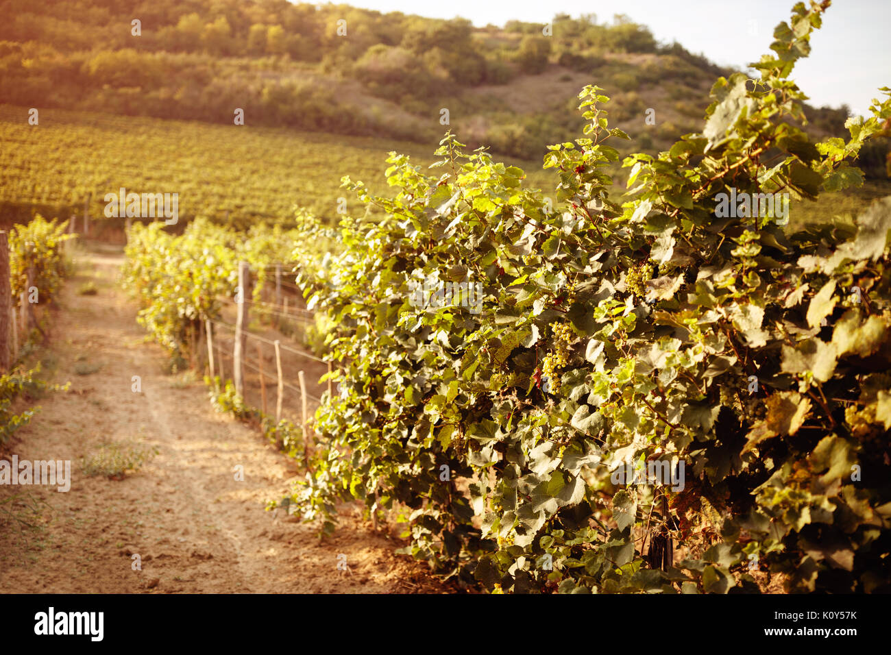Grape field vineyard on sunset background Stock Photo - Alamy